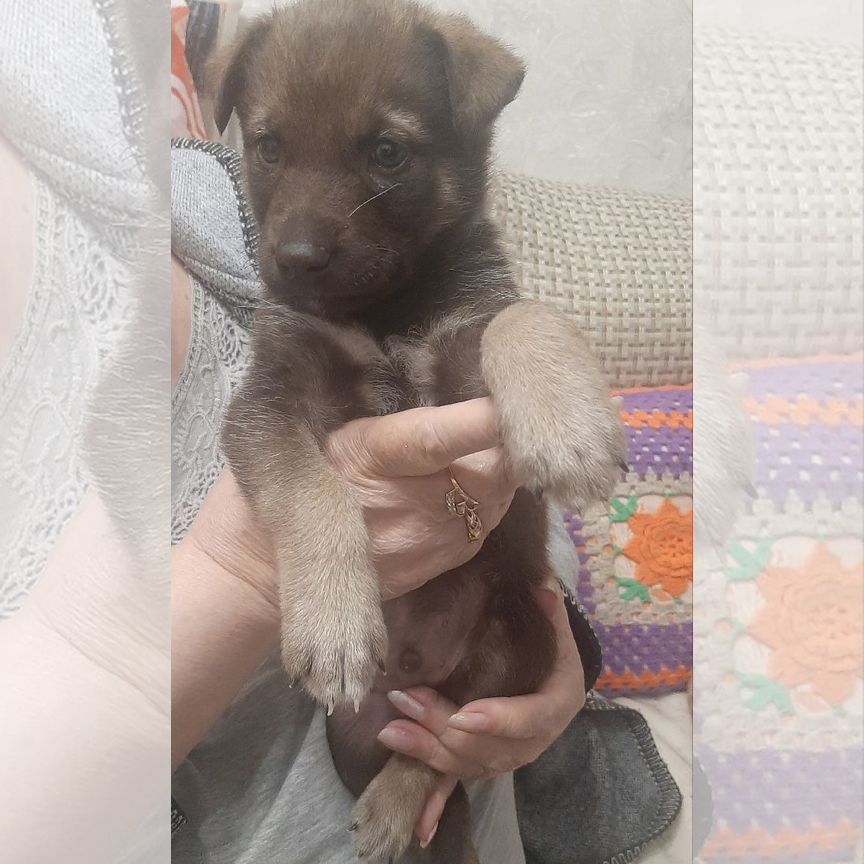 Щенок в добрые руки