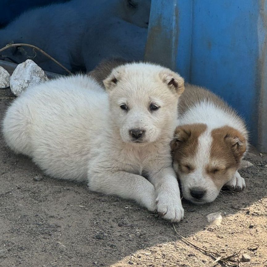 Щенки алабая продажа
