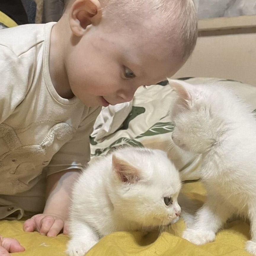 Котята