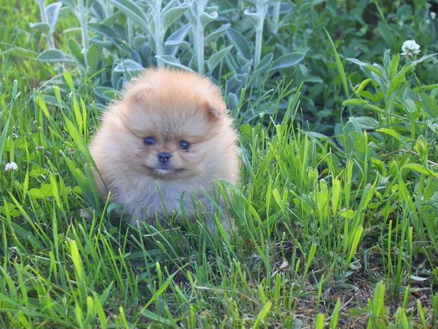 Шпицули малыши