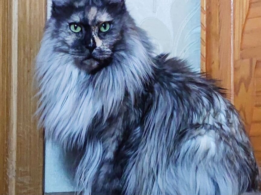 Кошка мейн-кун