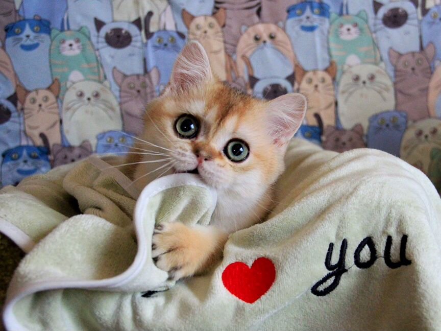 Мультик - котик золотистая шиншилла