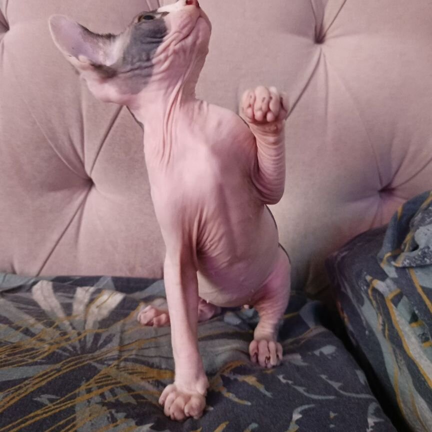 Канадский сфинкс котёнок