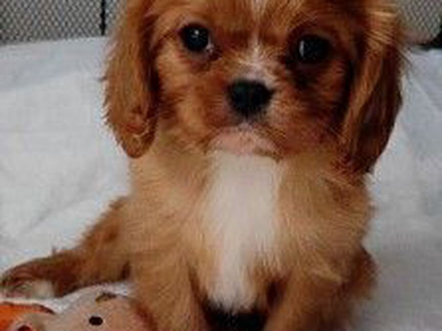 Кавалер кинг чарльз спаниель щенок