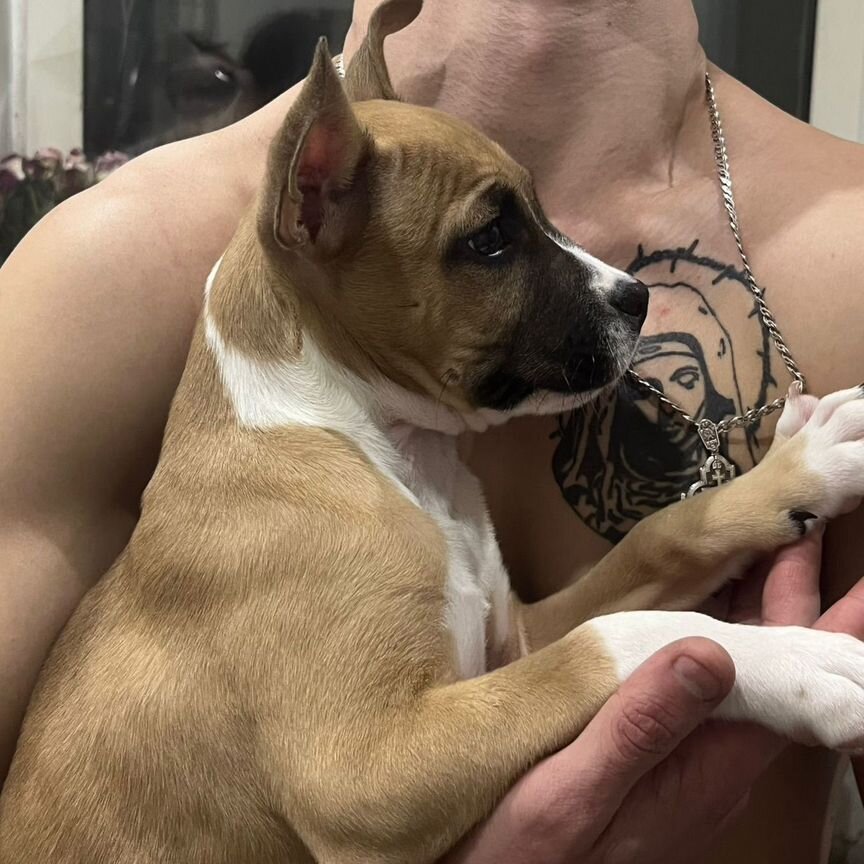 Стаффордширский терьер