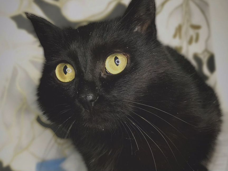 Шикарная Катя