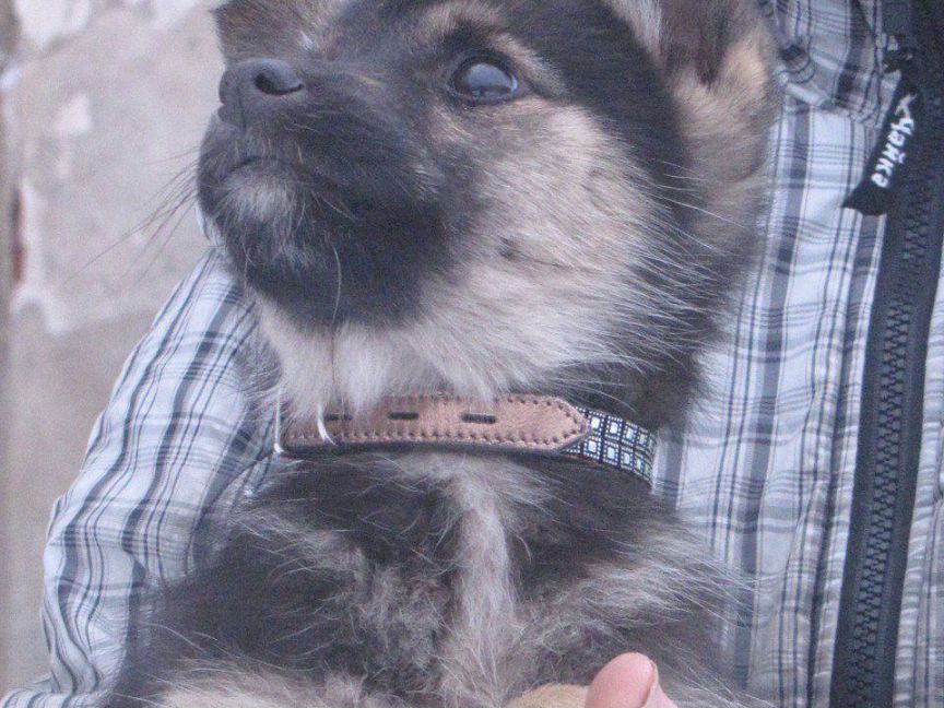 Щенок в добрые руки бесплатно (2 месяца)