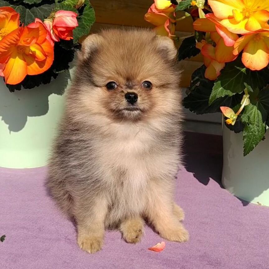 Мраморный шпиц мальчик