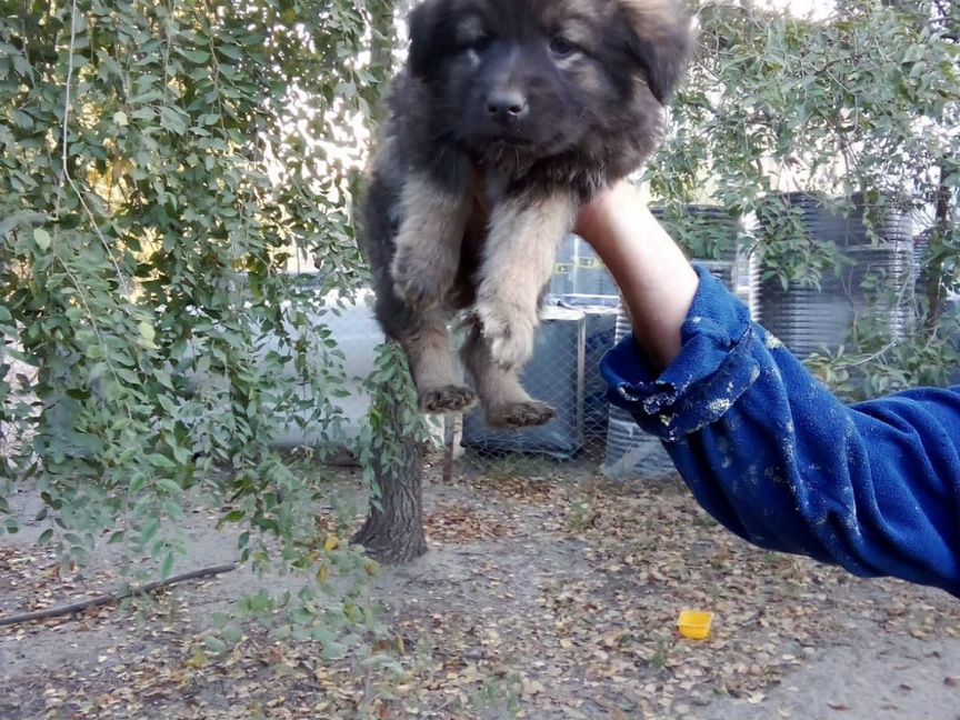 Щенки в добрые лапки
