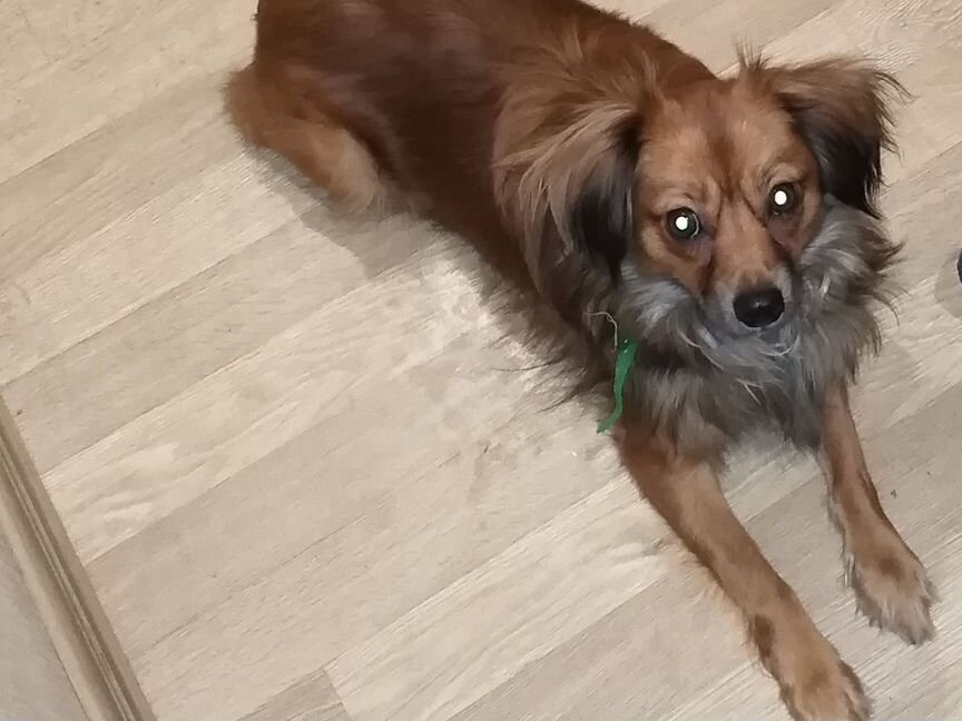 Маленькая собака в добрые руки бесплатно