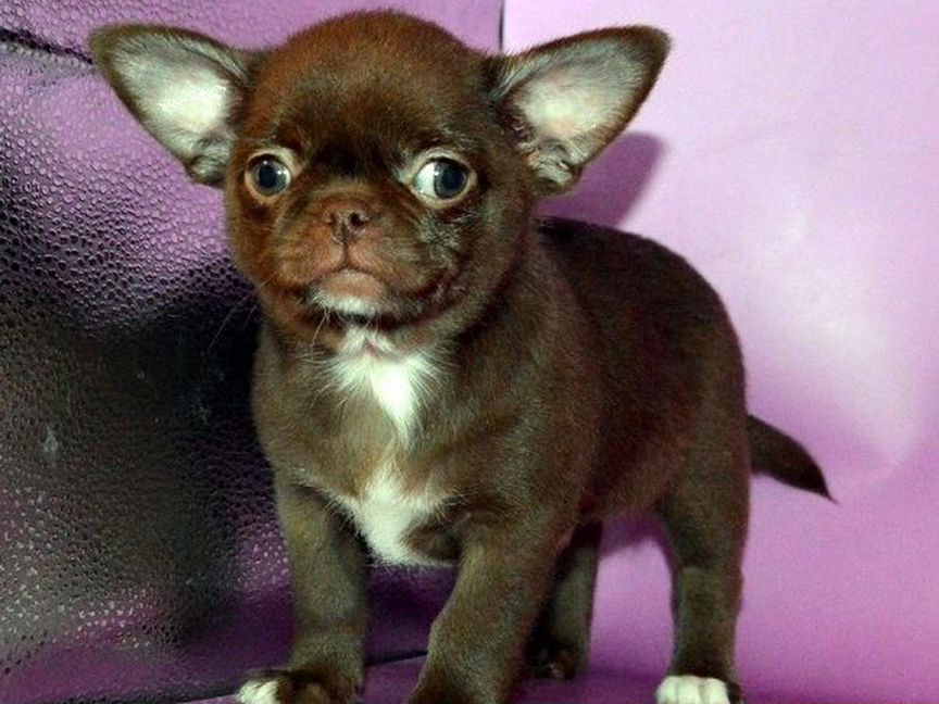 Чихуахуа сладкий,курносый мальчик, шоколадный,есть