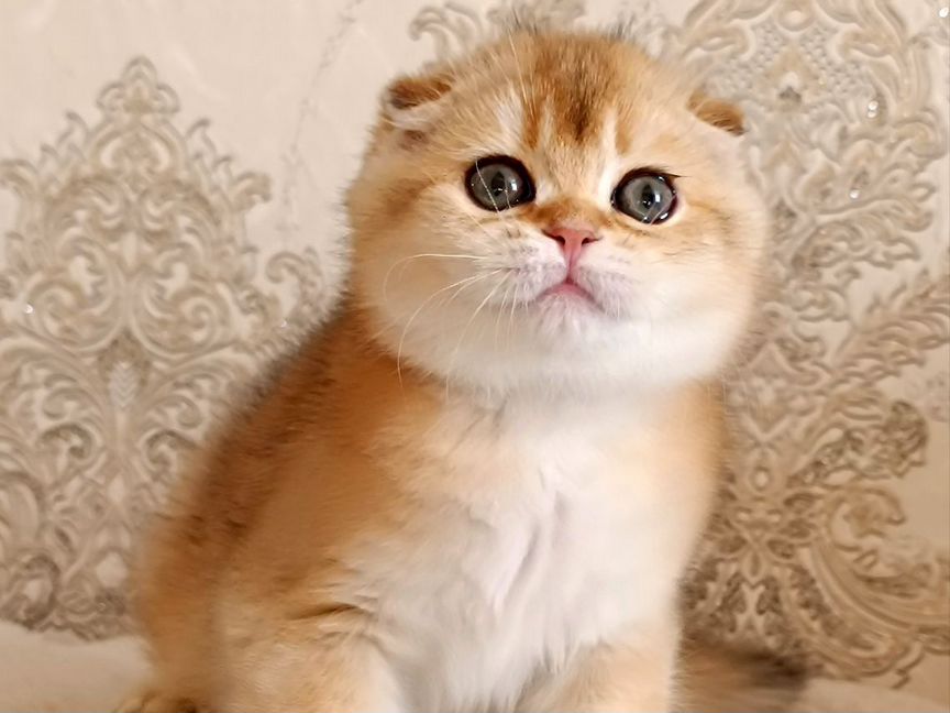 Мальчик золотой SFS ny11