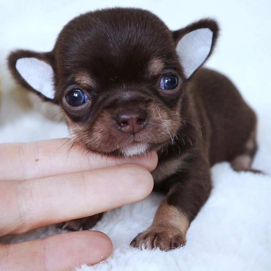 Щенки чихуахуа