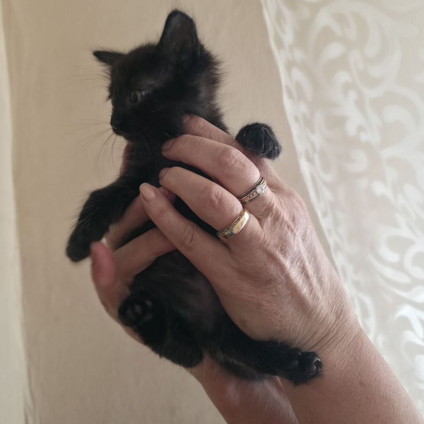 Котёнок в добрые руки