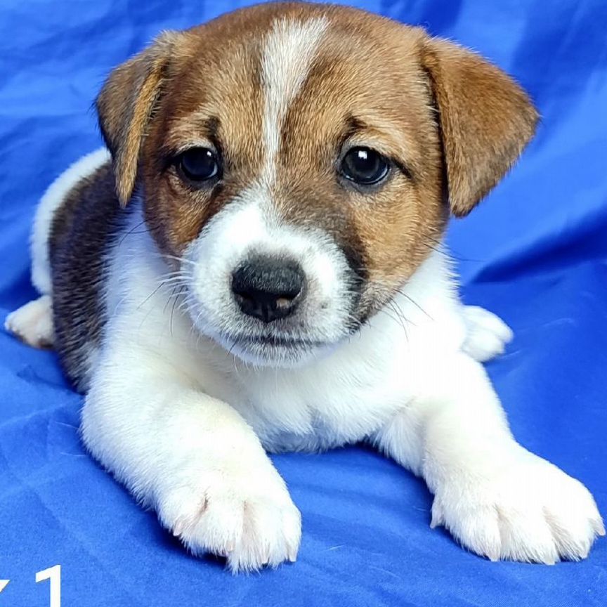 Джек-рассел-терьер, щенок