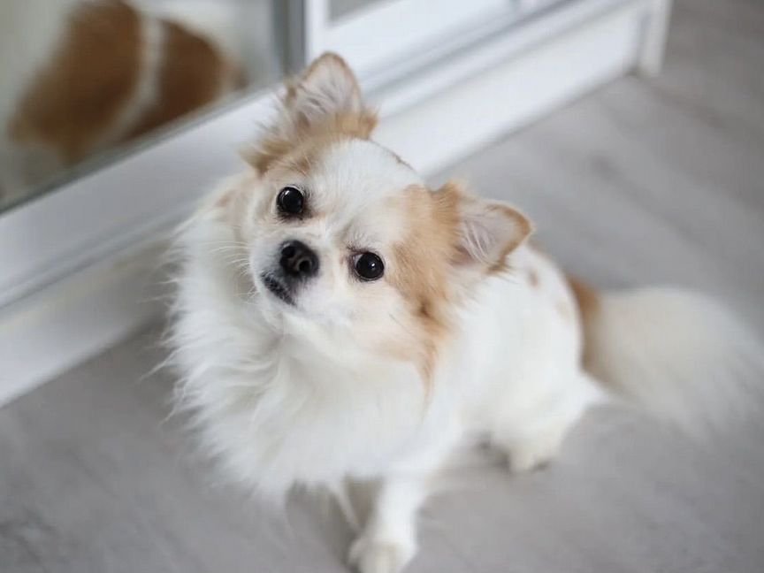 Чихуахуа кобель на вязку