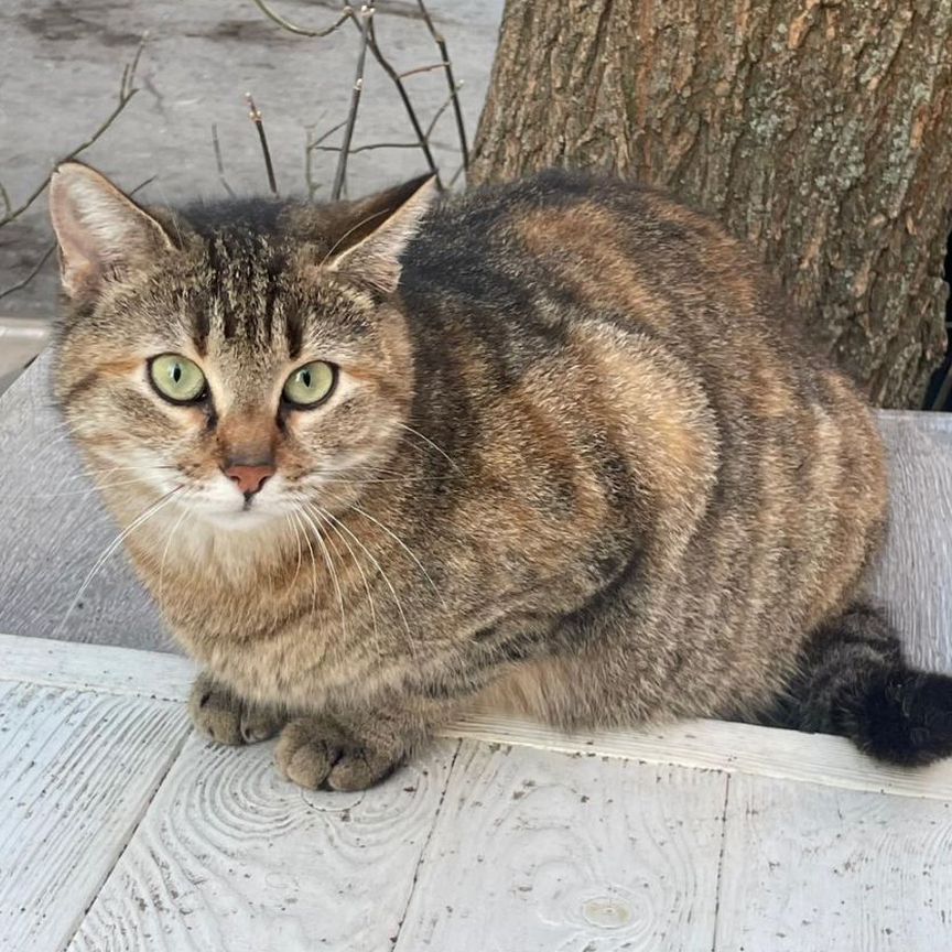 Кошка на передержку