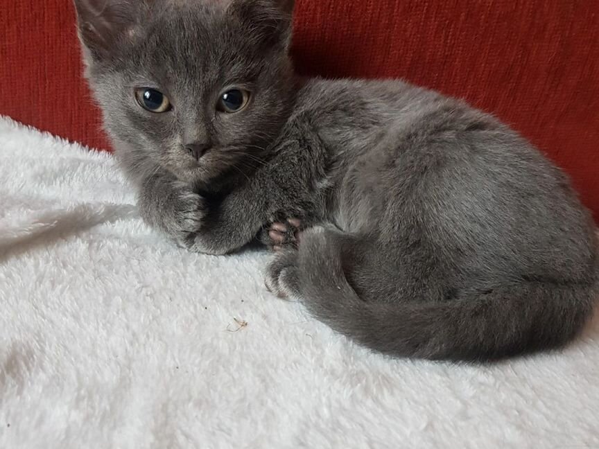 Котенок