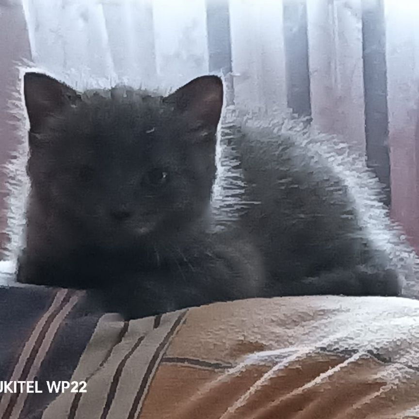 Крутая киса -гроза мышей