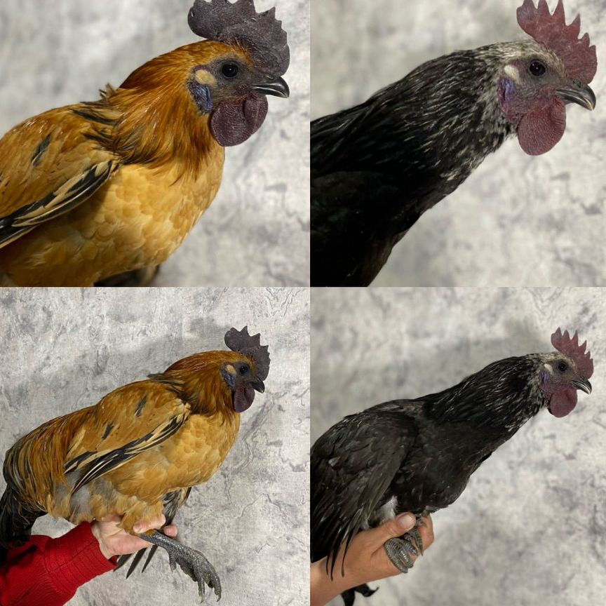 Молодые петухи