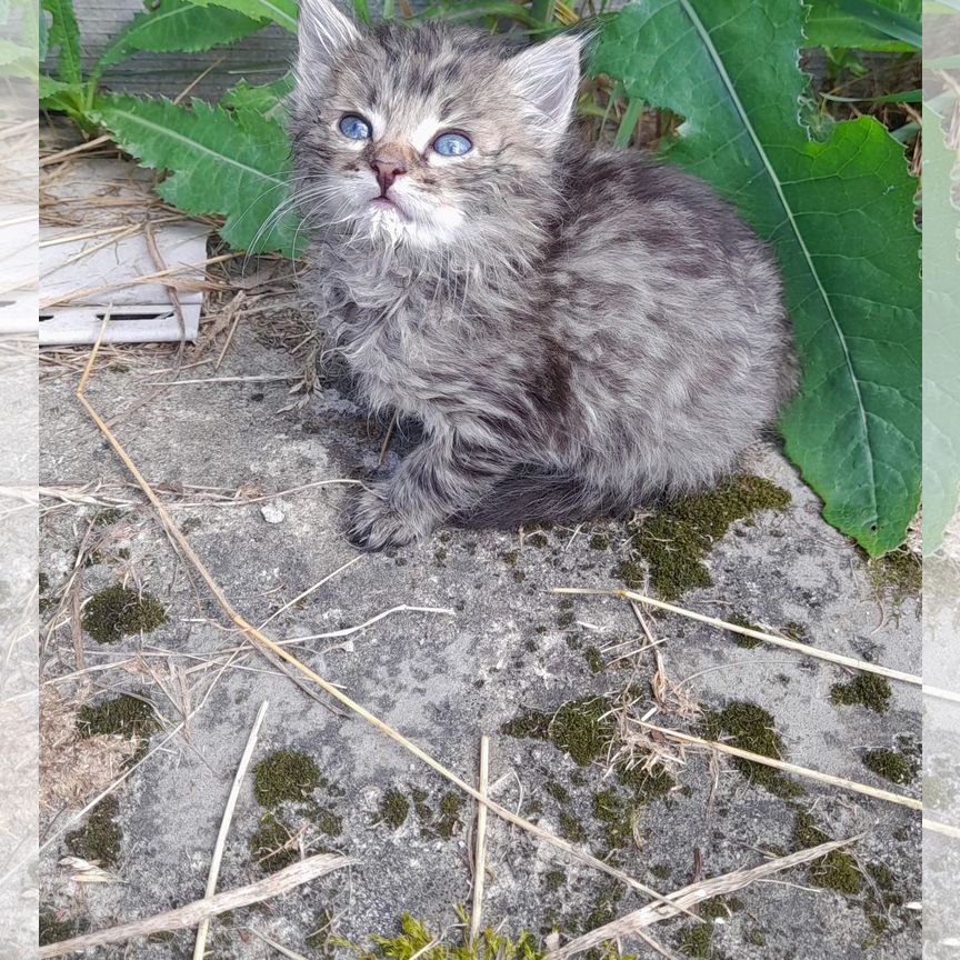 Котёнок в добрые руки