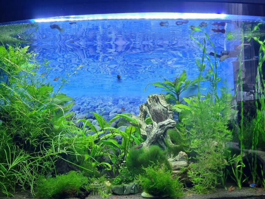 Аквариум 130л. с тумбой