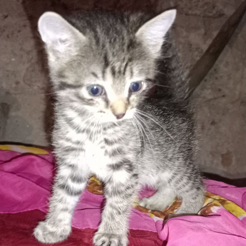 Сибирский котёнок