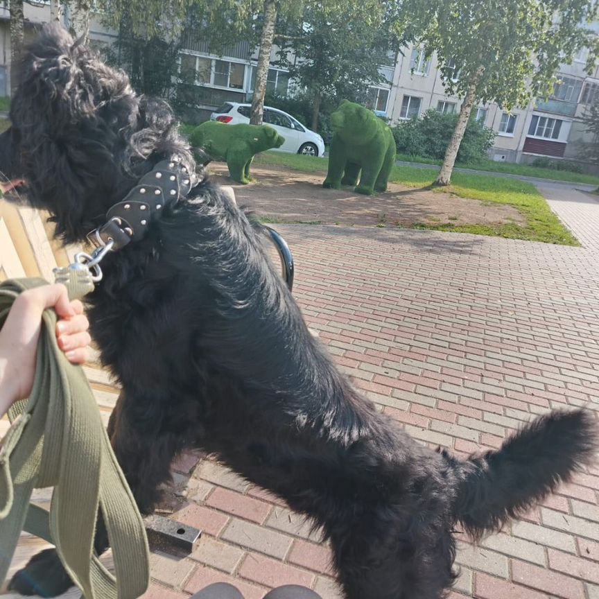 Отдам бесплатно кабеля помесь по клички Зесв