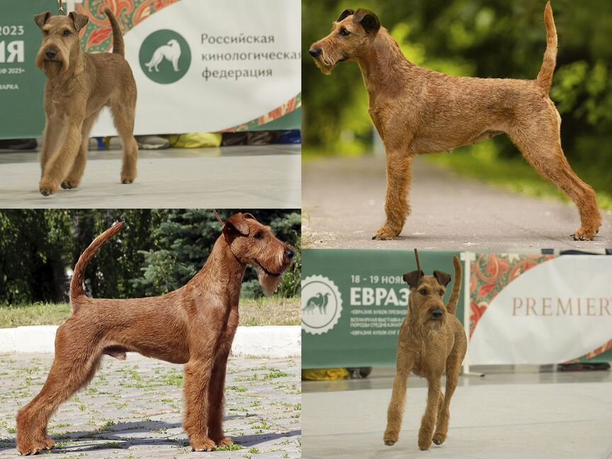 Ирландский терьер
