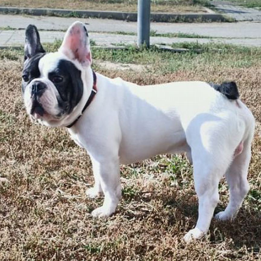 Французский бульдог кабель вязка