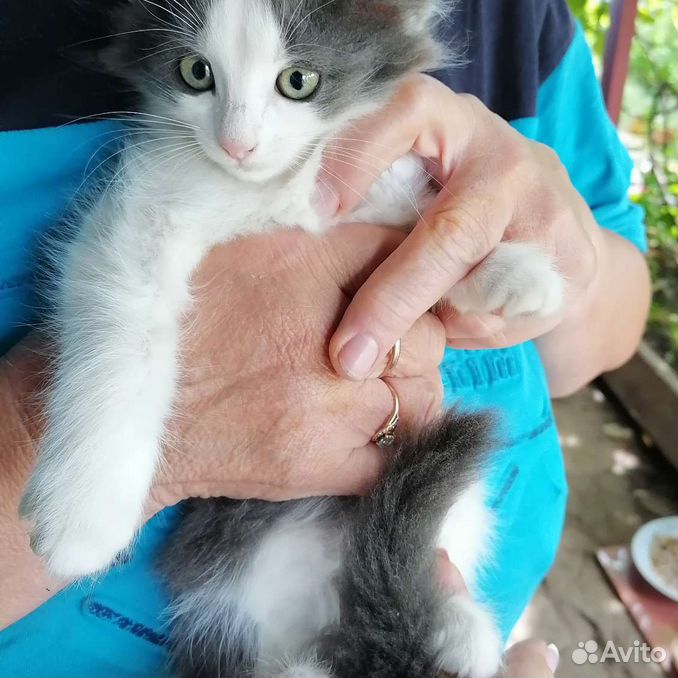 Котята от кошки крысоловки