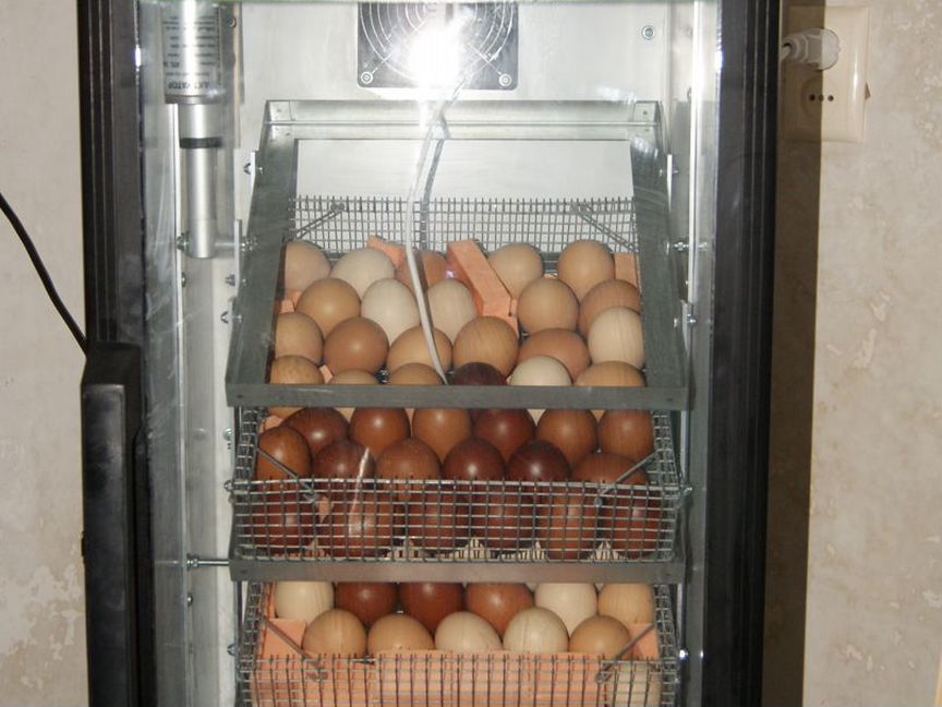 Инкубатор для яиц автоматический