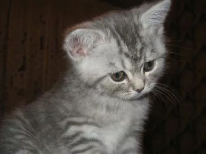 Британские котята серые