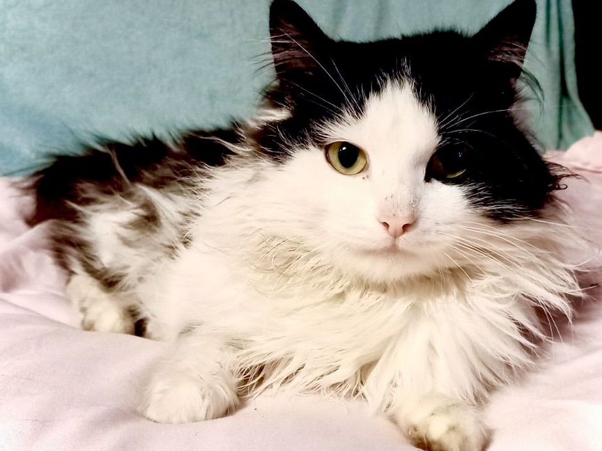 Черно-белый пушистый красавчик ждет свою семью