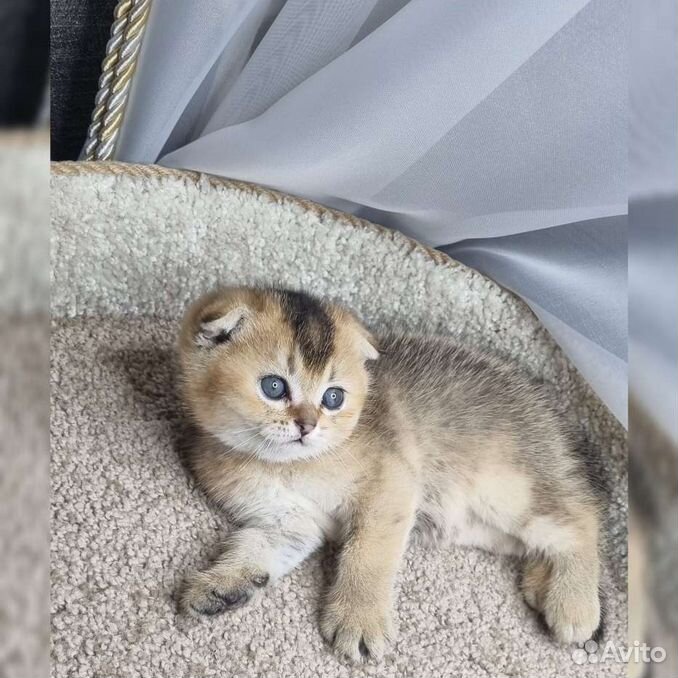 Котенок Шотландец Фолд