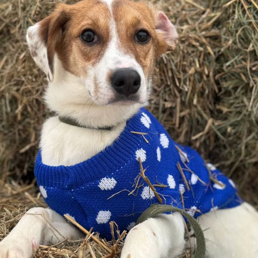 Джек-рассел-терьер, щенок