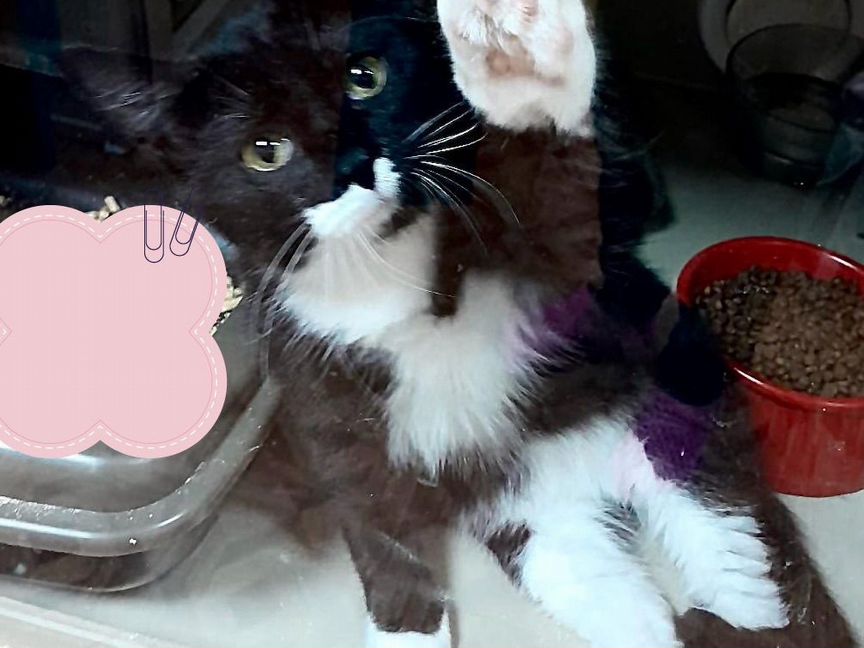 Котята бесплатно