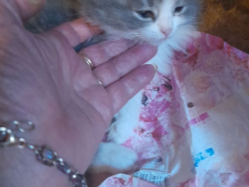 Котенок