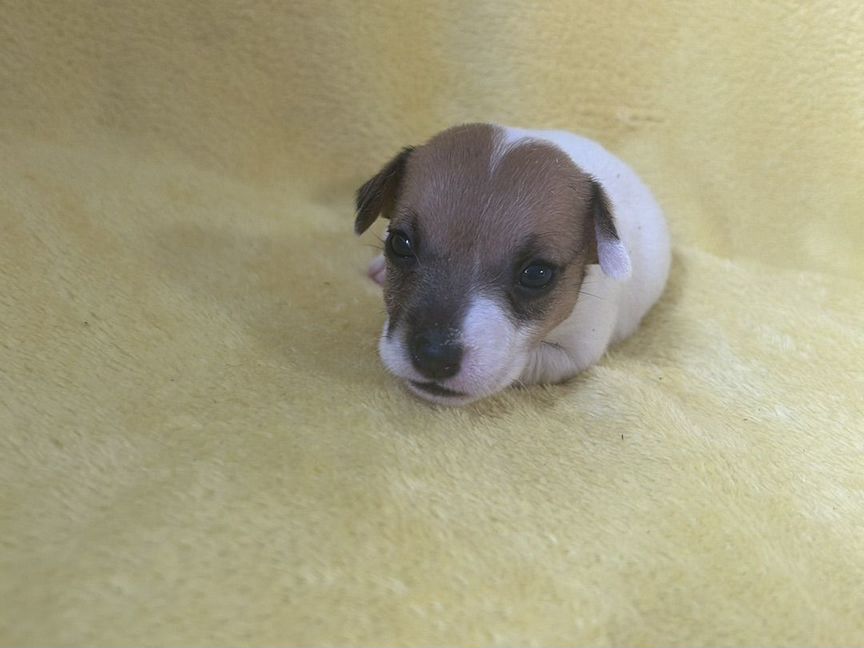 Бронь девочки джек рассел терьер