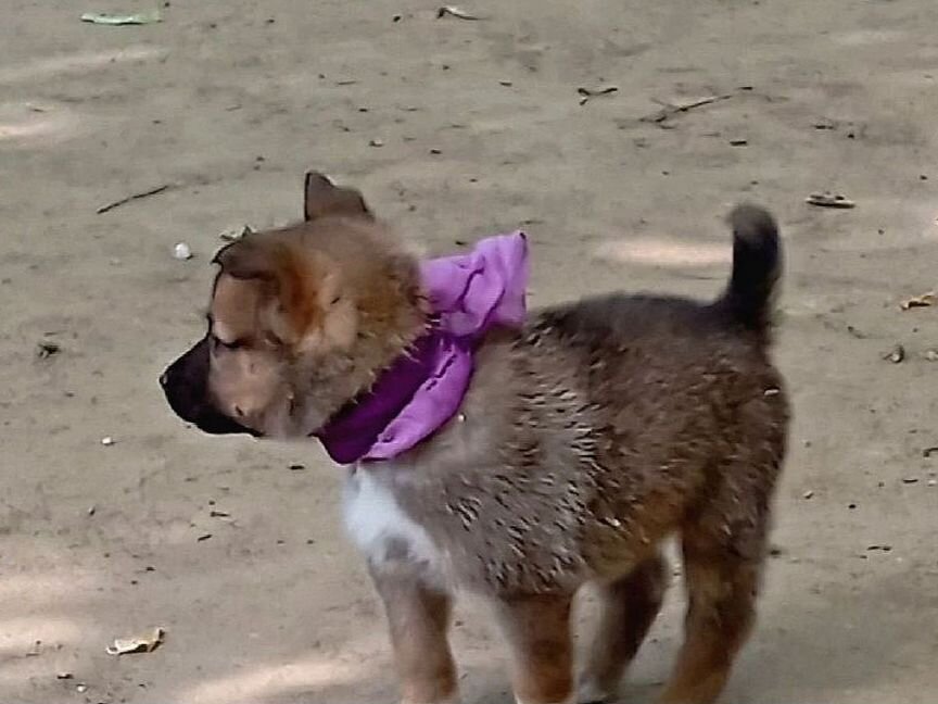 Маленький щенок