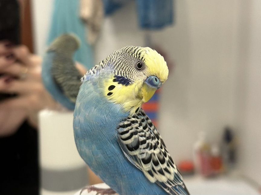 Ручной говорящий попугай