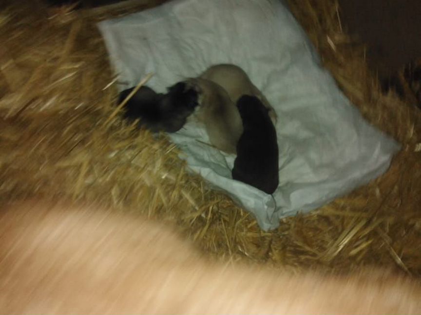 Резерв щенков хаски