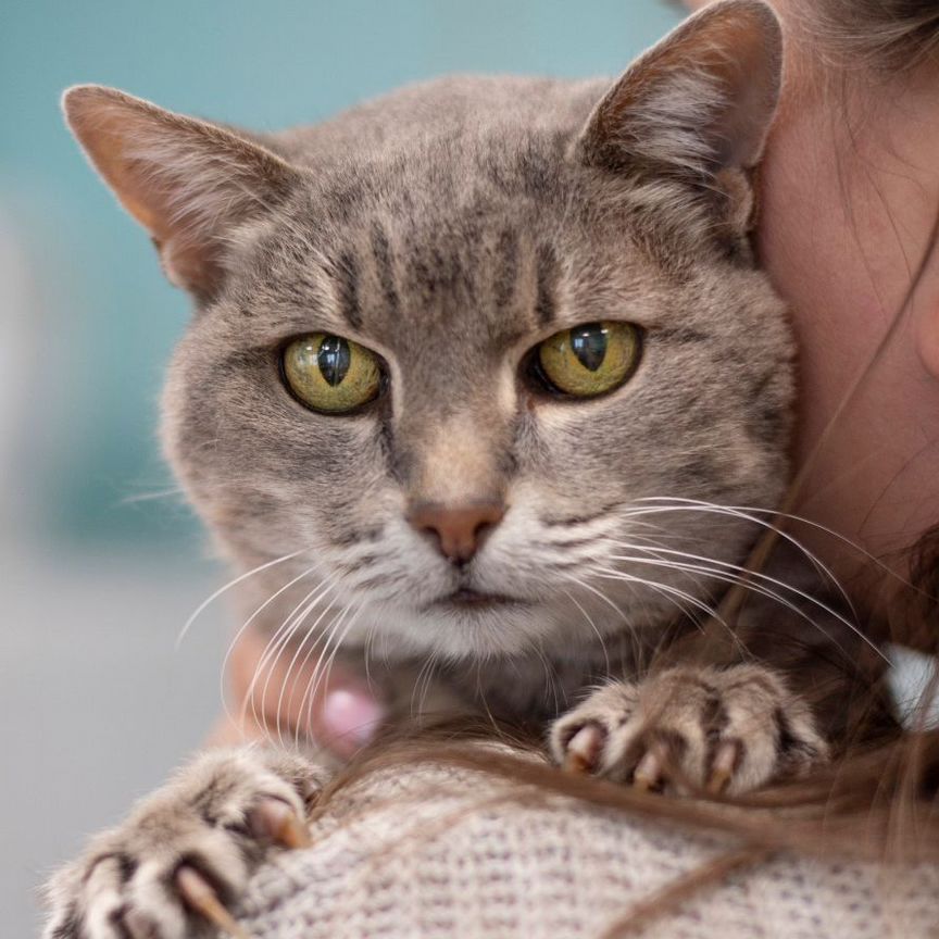 Взрослая, кошка в добрые руки