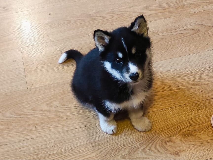 Щенок от Хаски в доброе руки