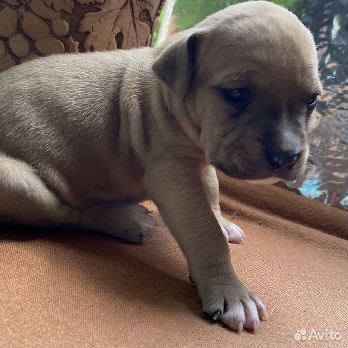 Девочка американского стаффорда