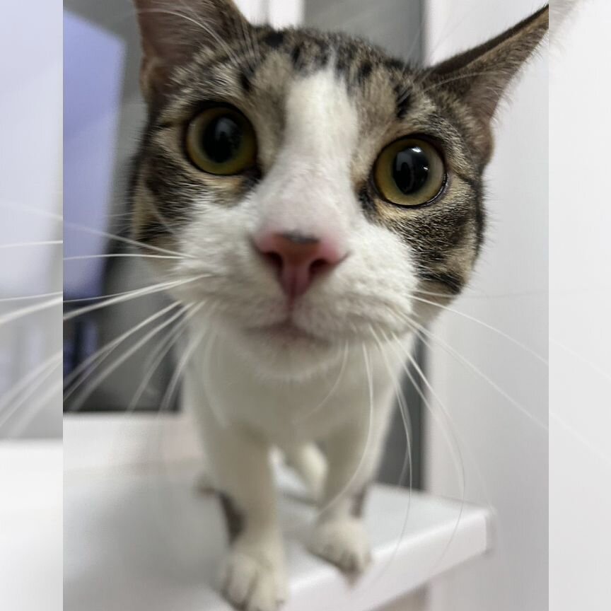 Котик маленький