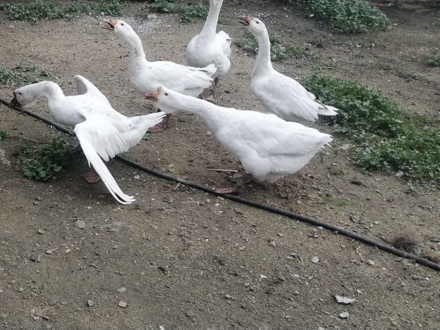 Гусь белый (3 сразу)