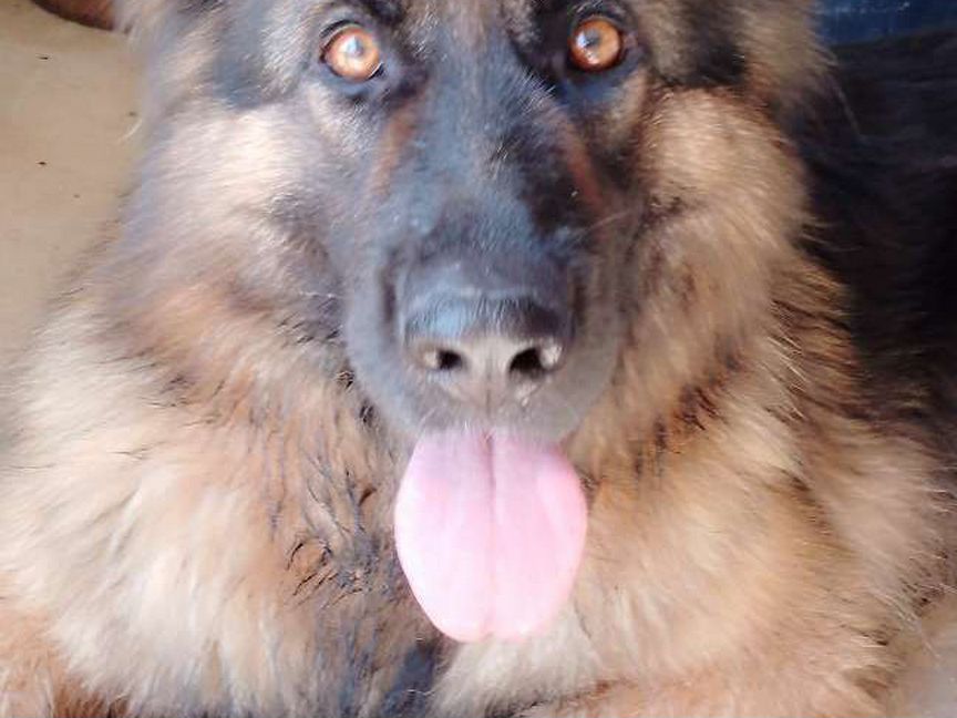 Щенки немецкой овчарки