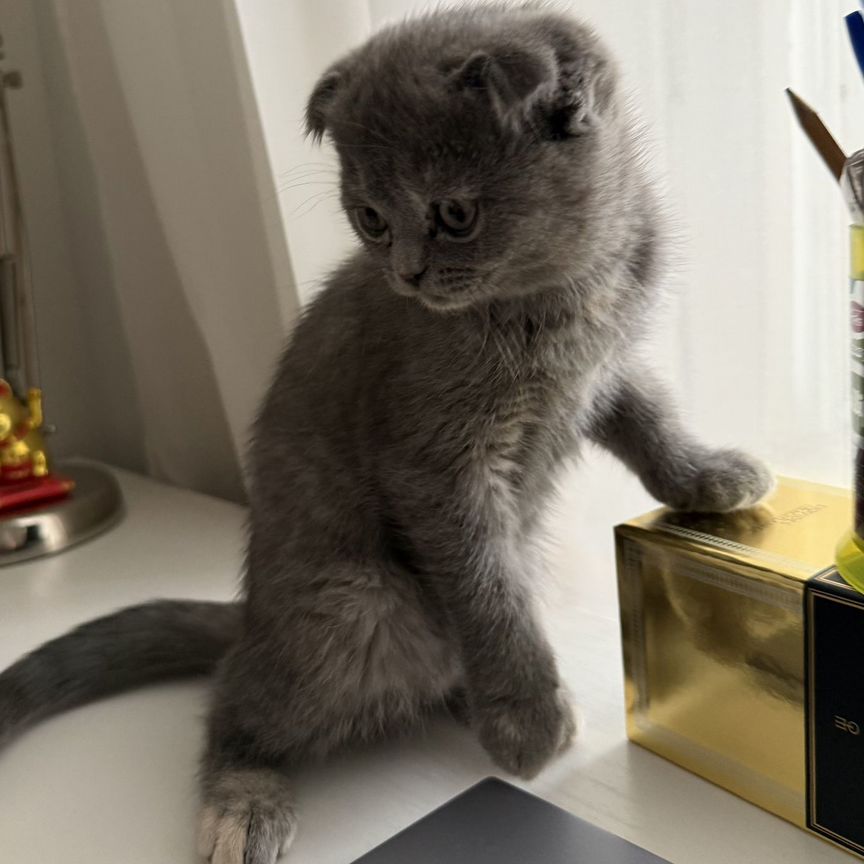 Шотландский вислоухий короткошёрстный котёнок