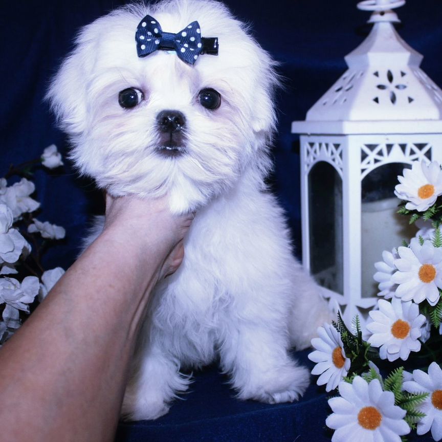 Мальтийская болонка, щенок